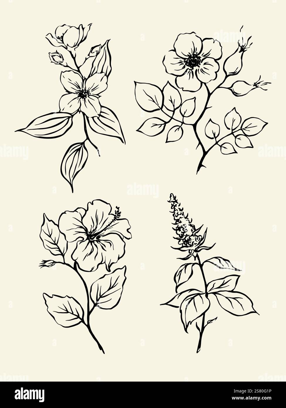 Tea herbs collection black and white outline drawings of mint, rosehip ...