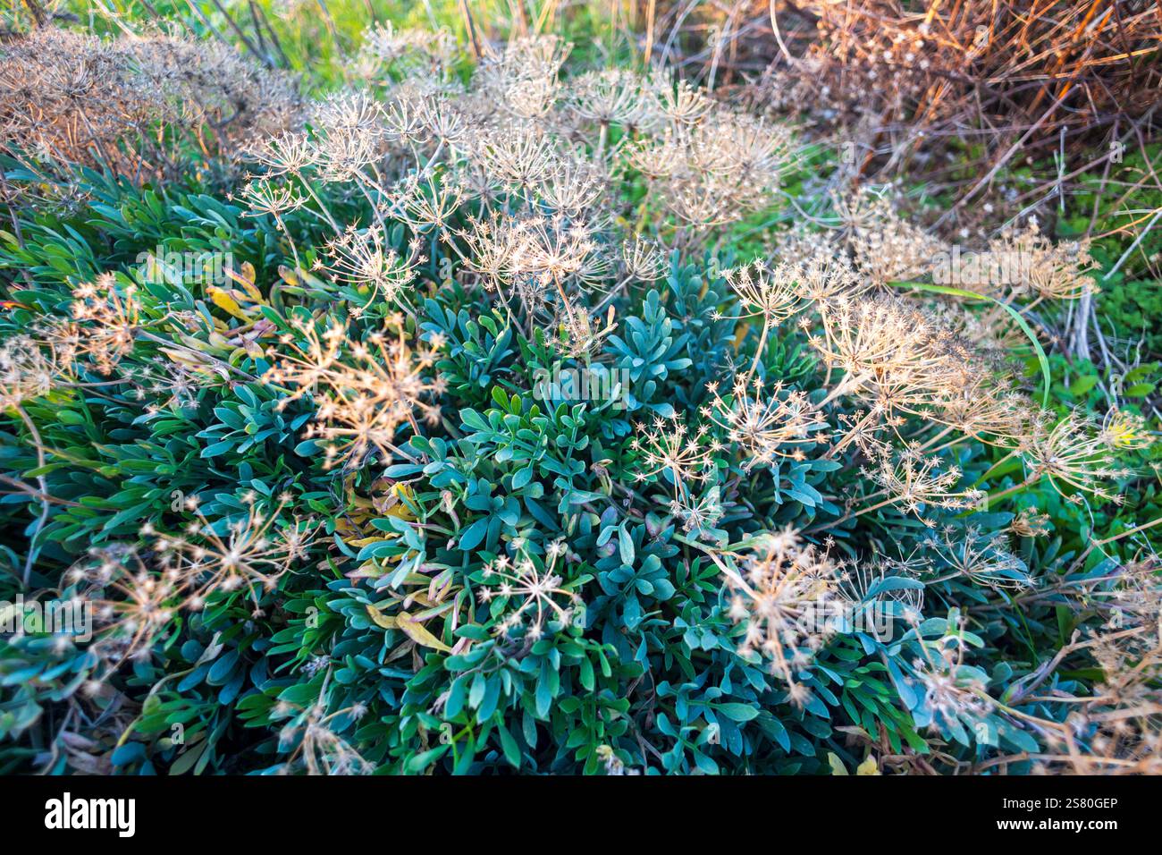 Dry seeds of Crithmum is a monospecific genus of flowering plant in the ...