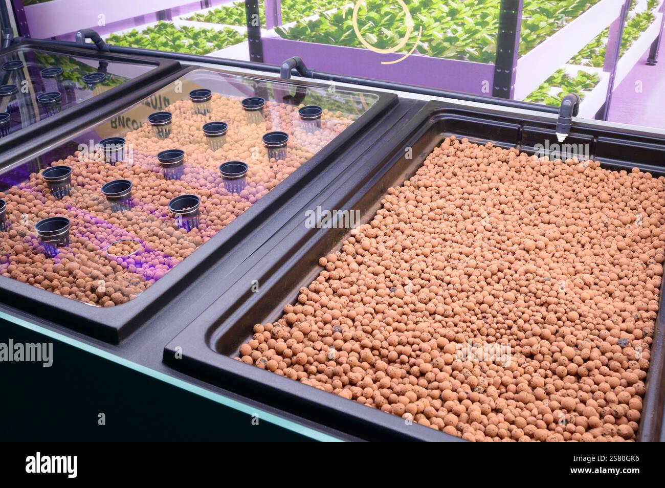 Professional hydroponics setup working. LED lamps lighting, plants ...