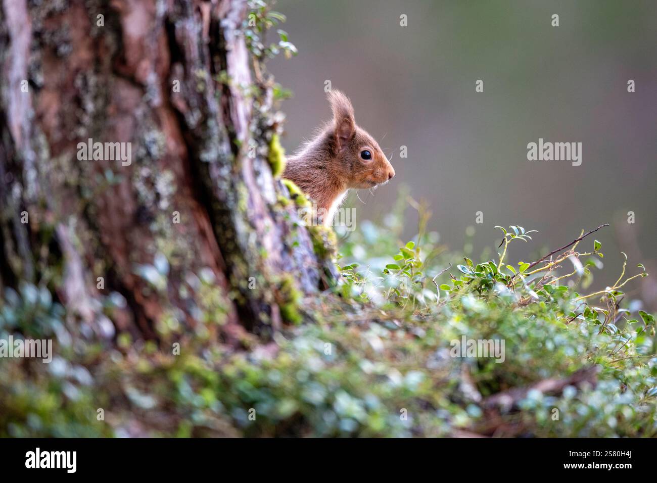 Red Squirrel (Sciurus vulgaris) in Caledonian pine forest, Scotland, UK ...