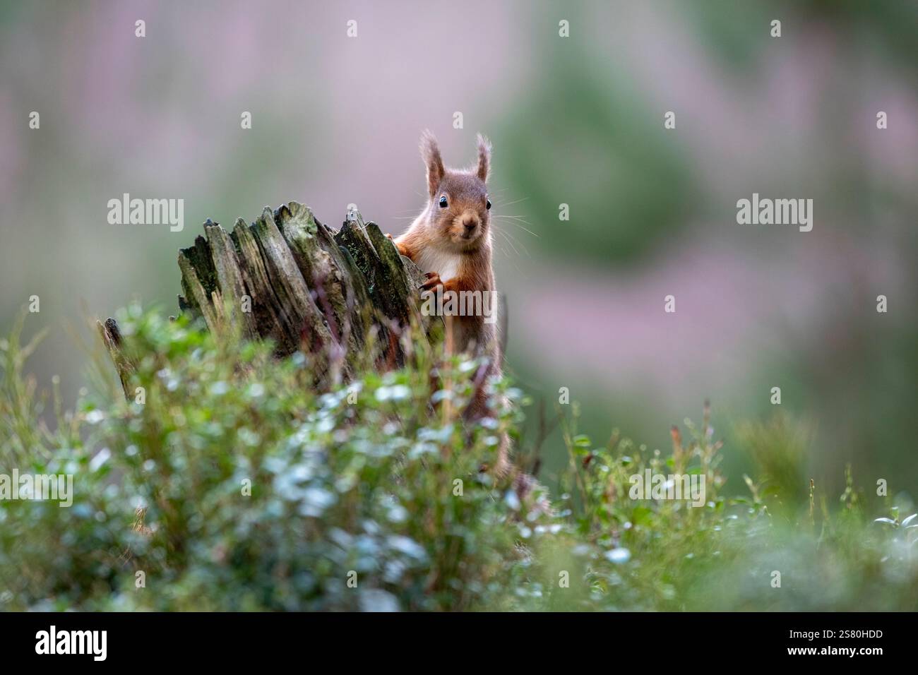 Red Squirrel (Sciurus vulgaris) in Caledonian pine forest, Scotland, UK ...