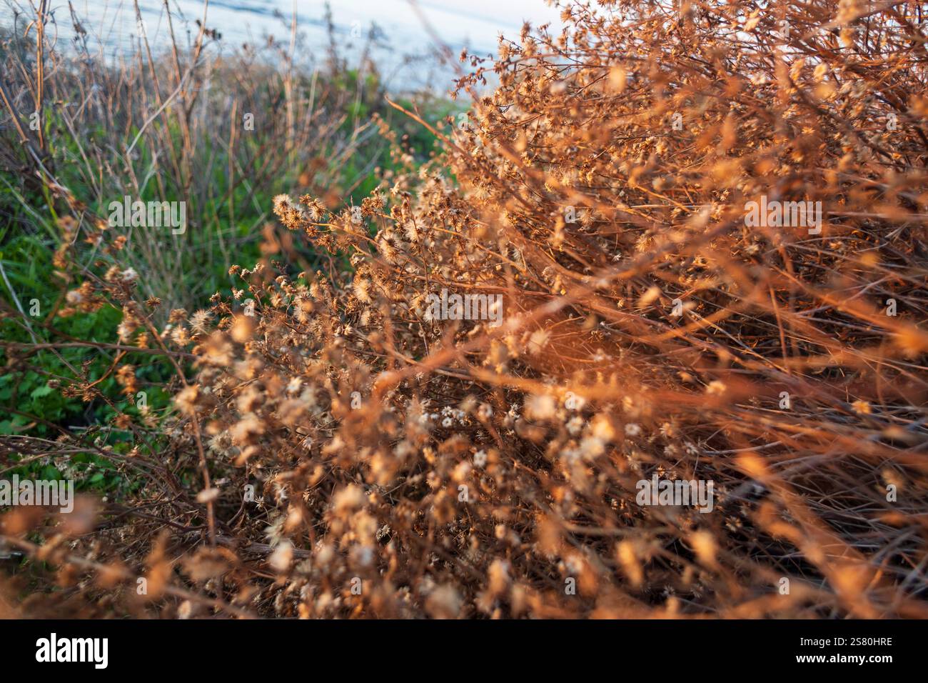 Dittrichia graveolens, commonly known as stinkwort or stinking fleabane ...