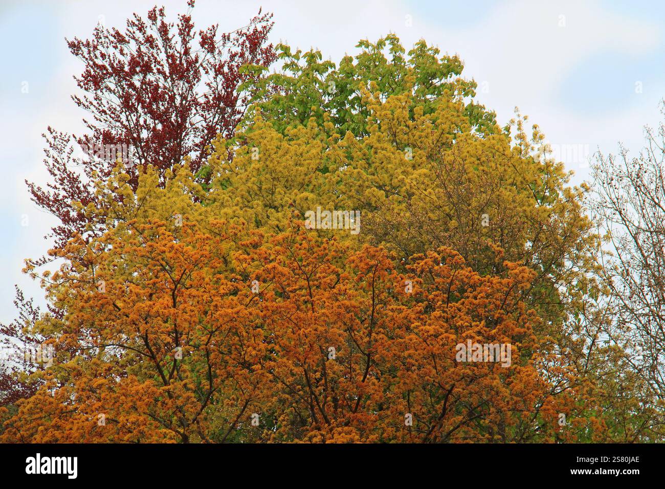 Brightly colored trees in spring with red, green, yellow, and orange ...
