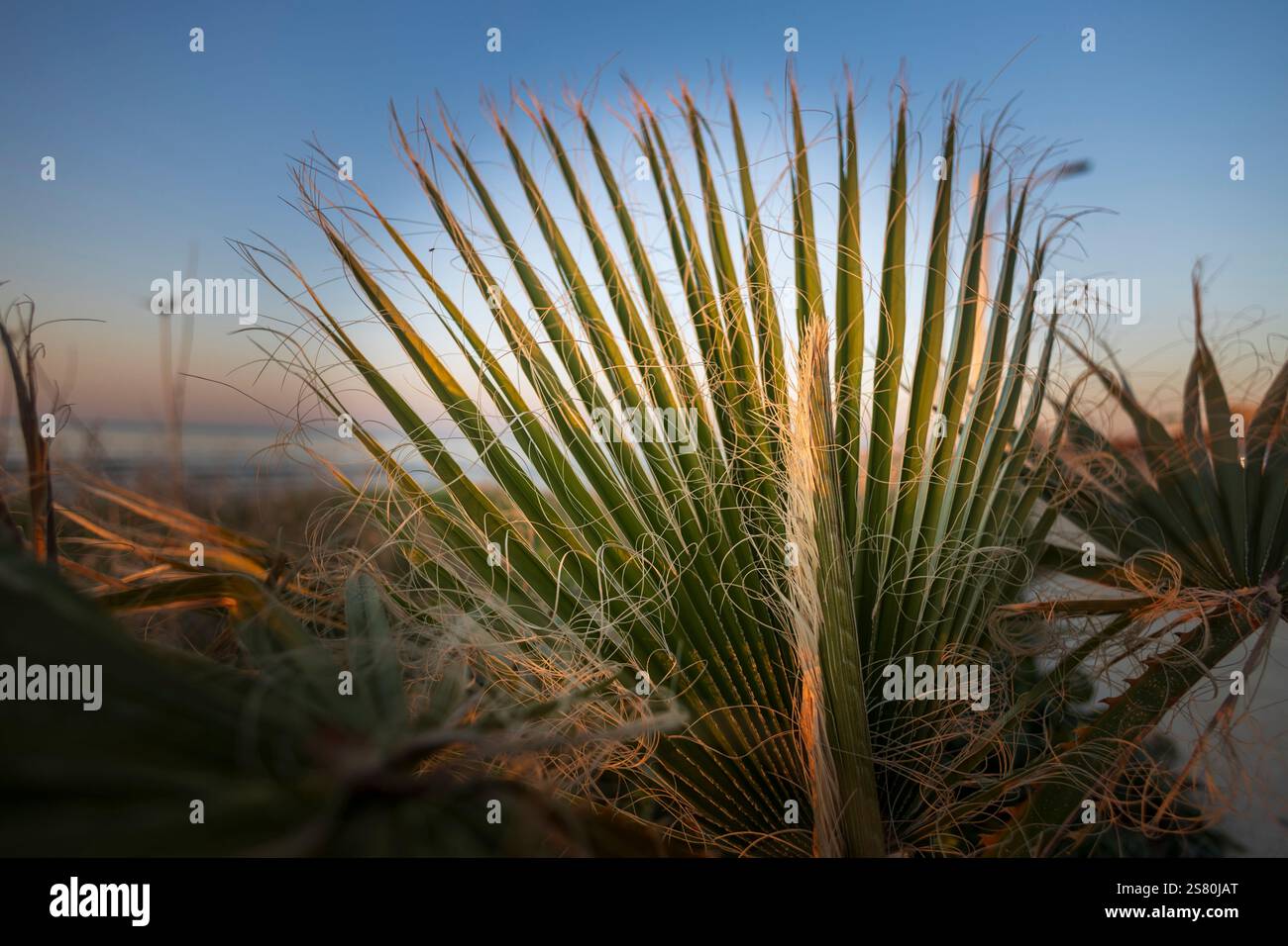 A palm leaf with a new shoot in front of the sunset. Flora and fauna of ...
