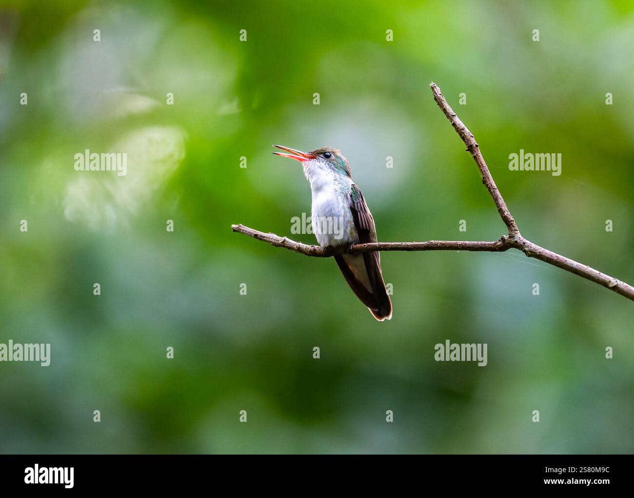 A White-bellied Emerald hummingbird (Chlorestes candida) singing on a ...