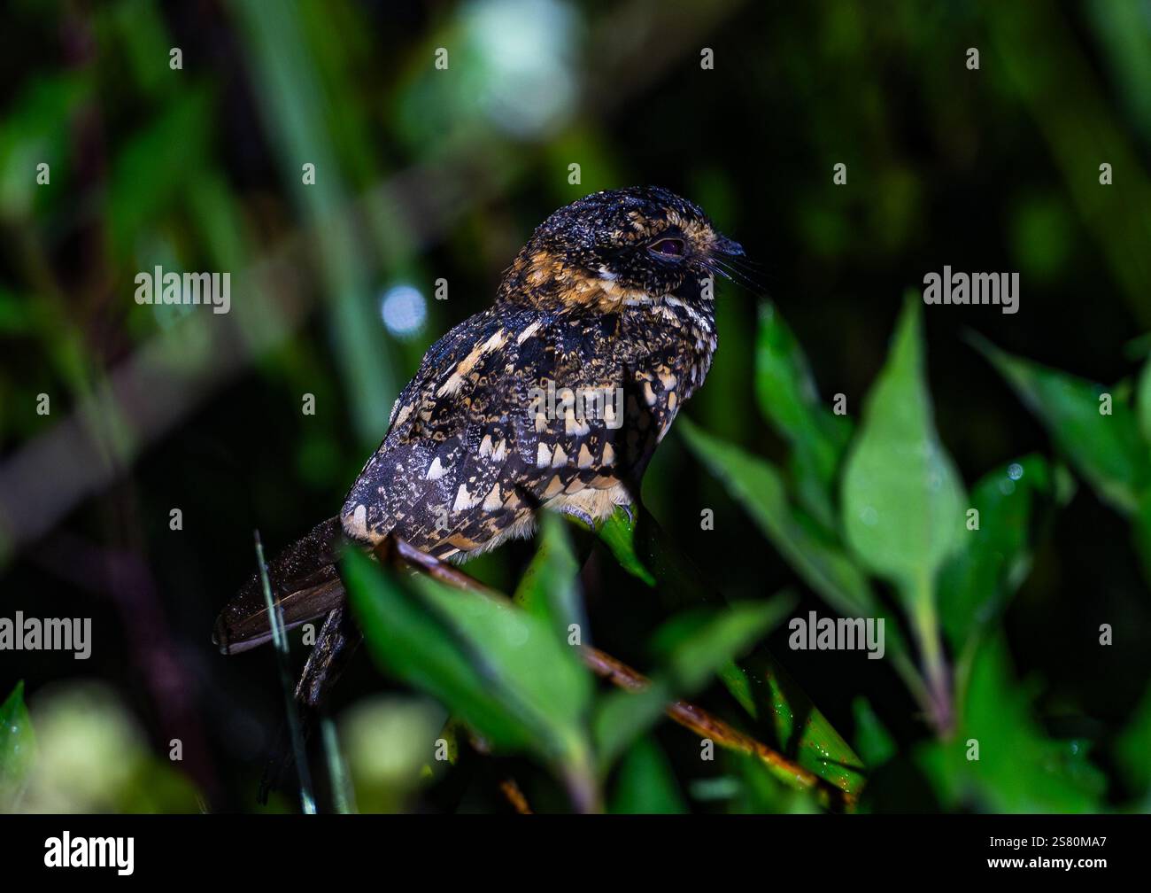 Spot tailed nightjar hi-res stock photography and images - Alamy