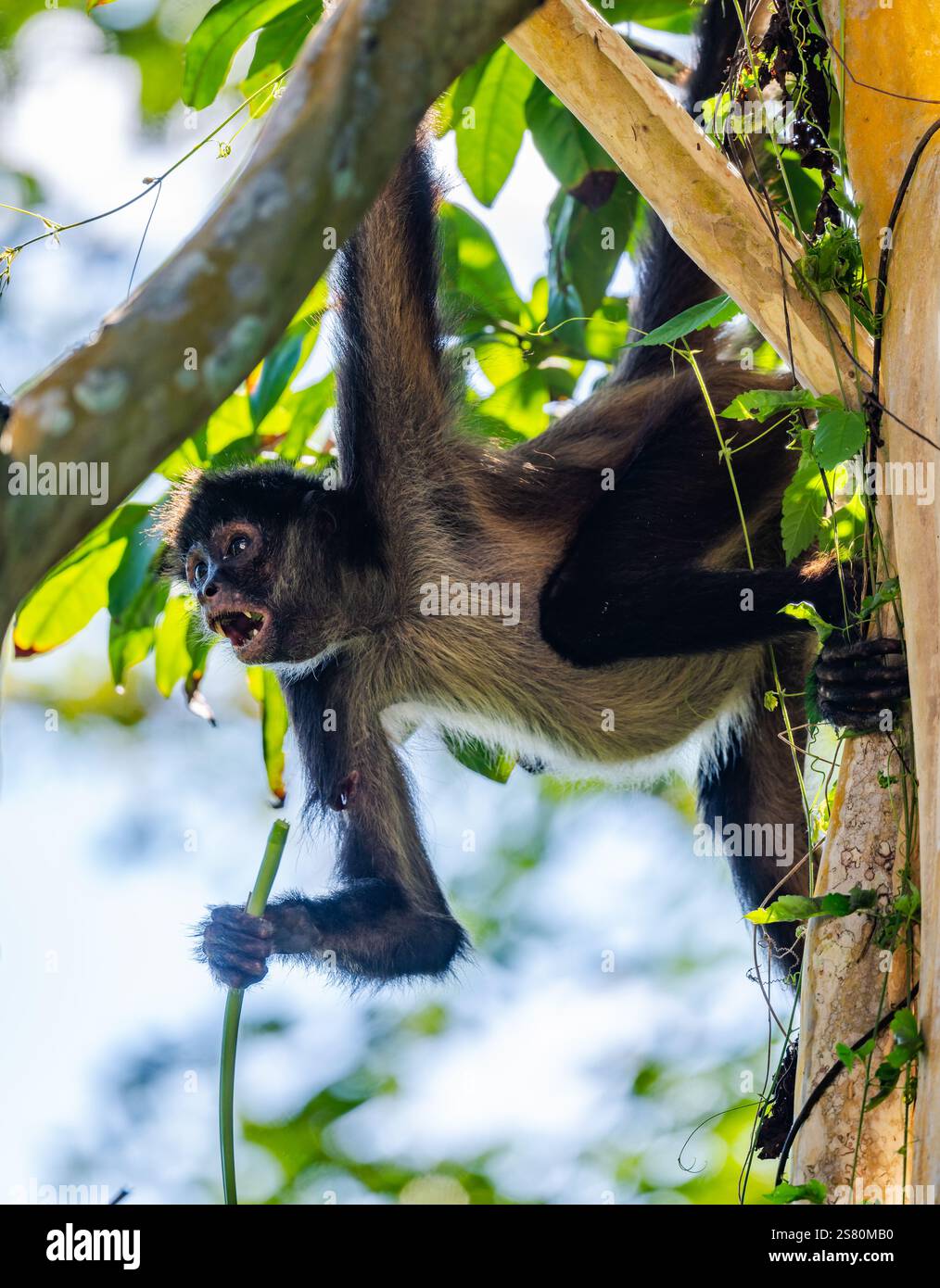 Wildlife guatemala hi-res stock photography and images - Alamy