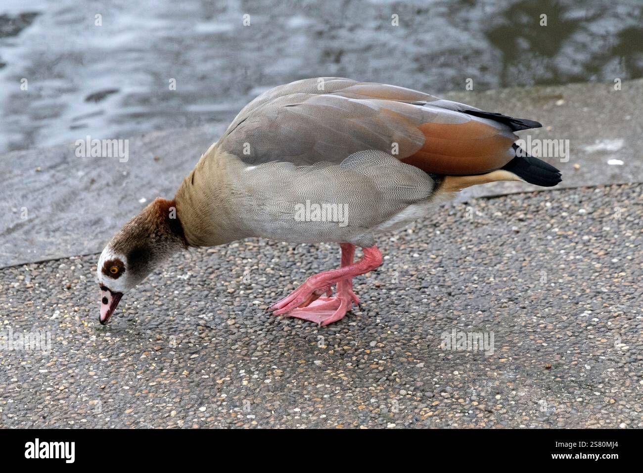 Colorful goose hi-res stock photography and images - Alamy