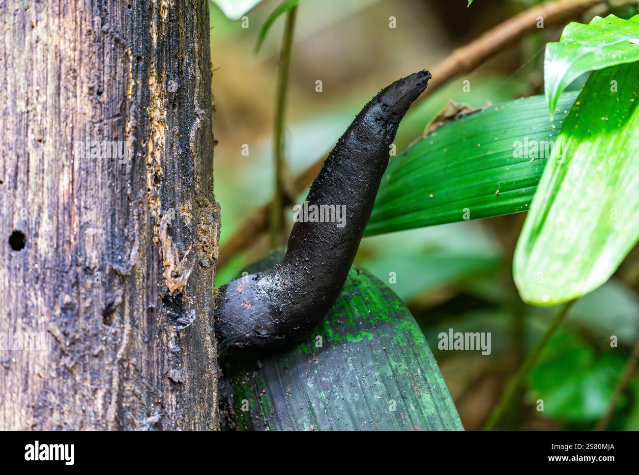 A Dead Man's Fingers fungus (Xylaria polymorpha) growing out of a dead ...