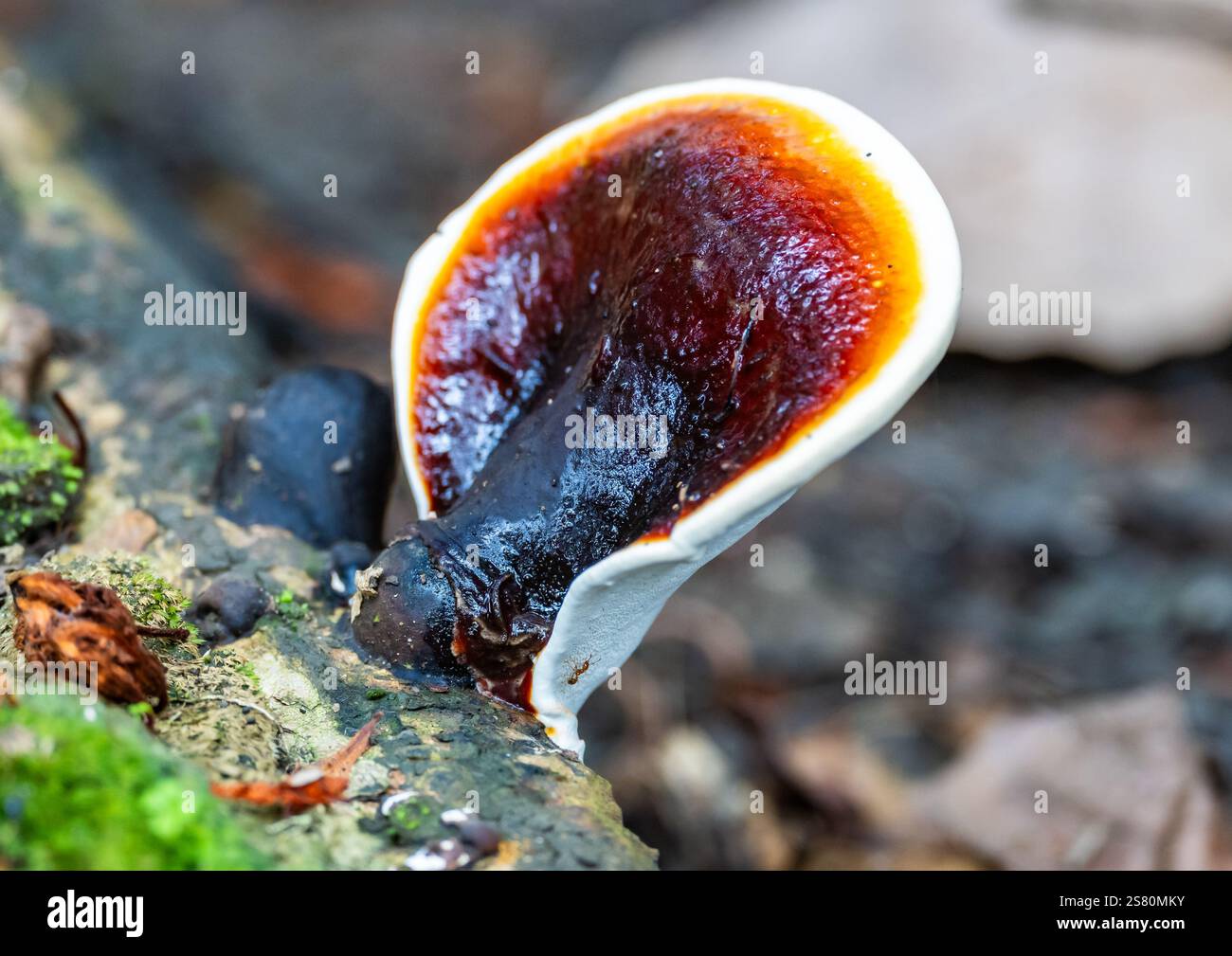 A colorful Bracket Fungus (Family Polyporaceae) growing on a dead tree ...