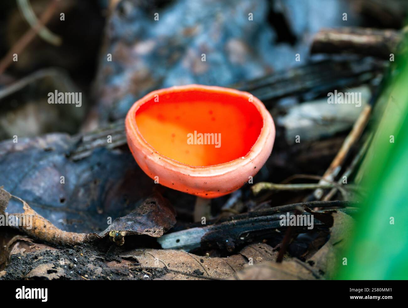 A bright pink Elf Cup mushroom (Cookeina speciosa) growing on forest ...