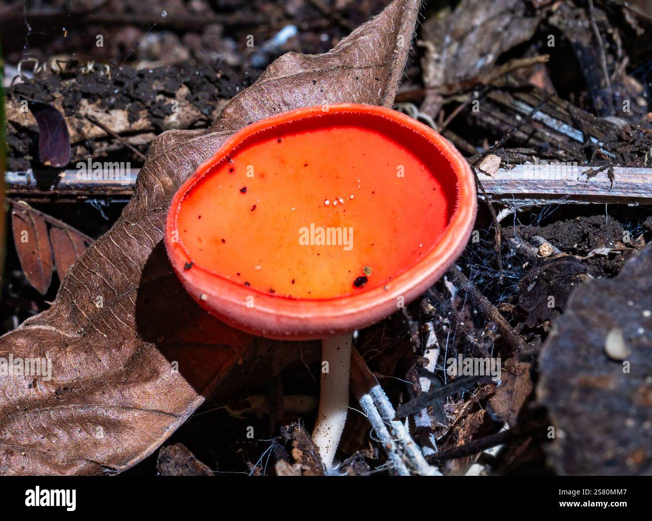 A bright pink Elf Cup mushroom (Cookeina speciosa) growing on forest ...