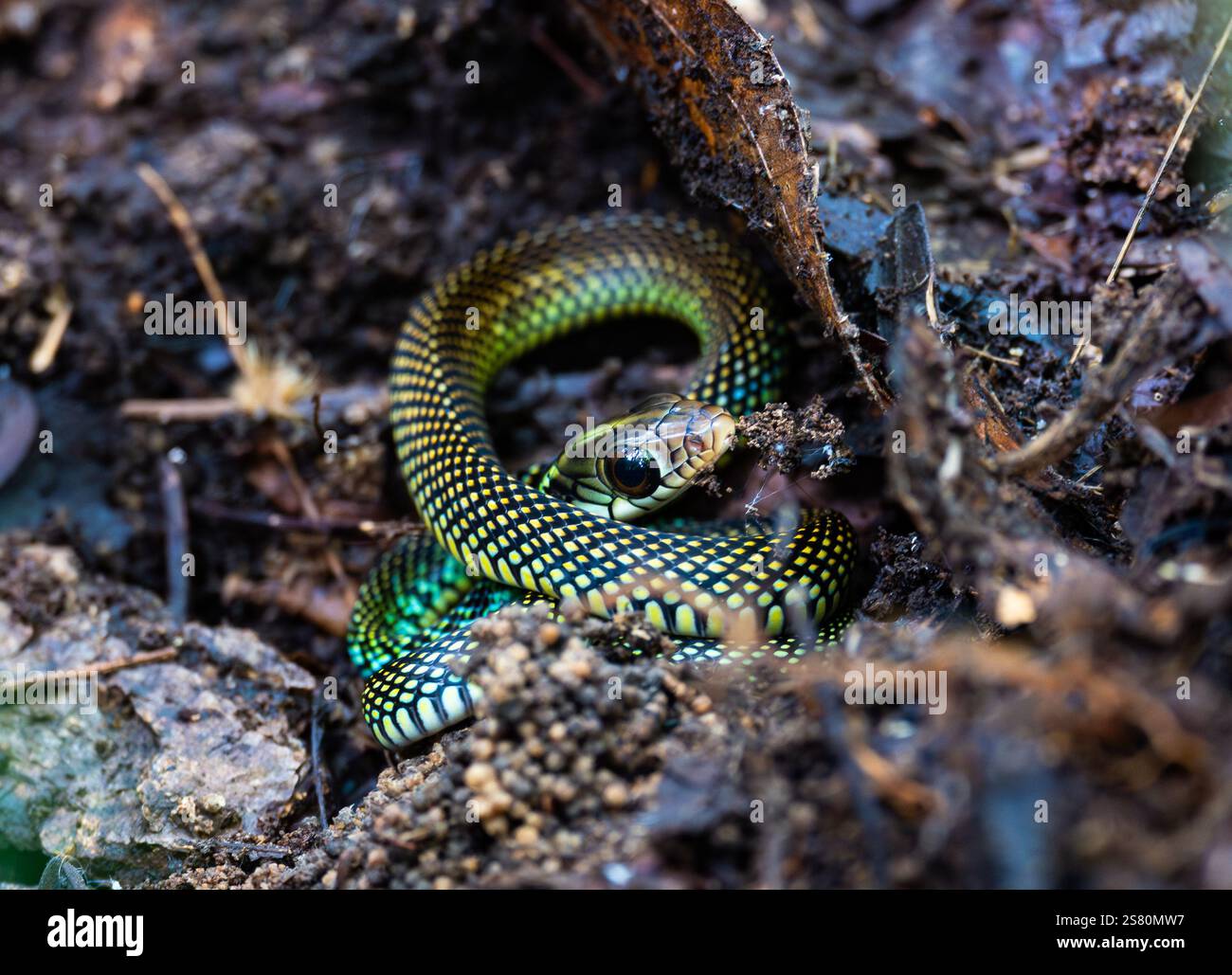 A colorful snake Speckled Racer (Drymobius margaritiferus) hiding under ...