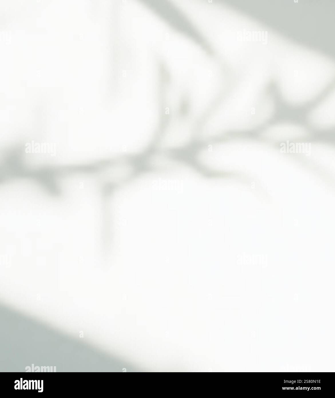 Minimal Botanical Shadow Overlay with Organic Silhouettes for Branding ...