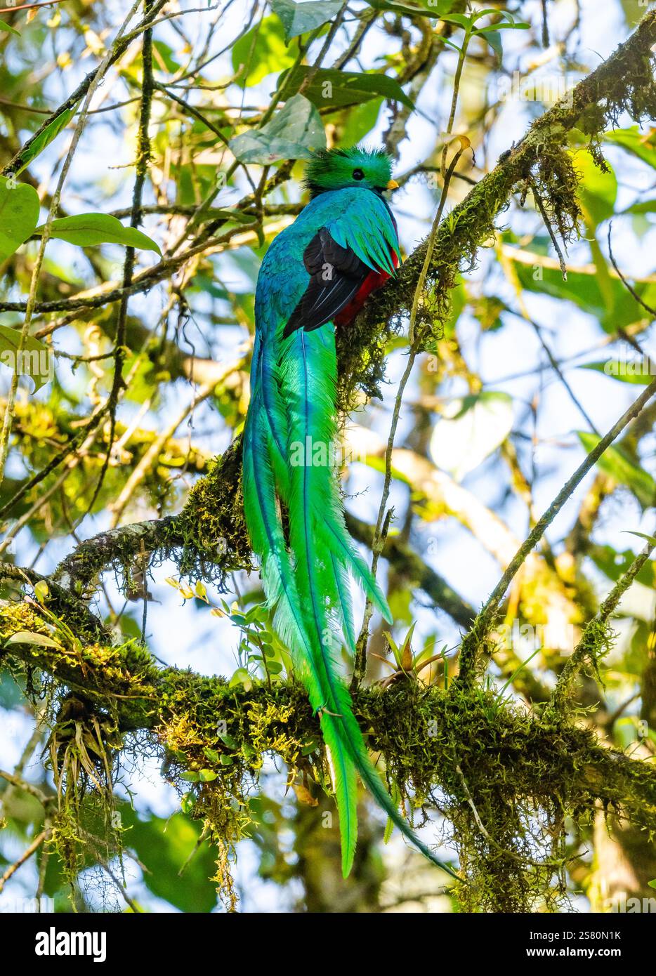 A spectacular male Resplendent Quetzal (Pharomachrus mocinno mocinno ...