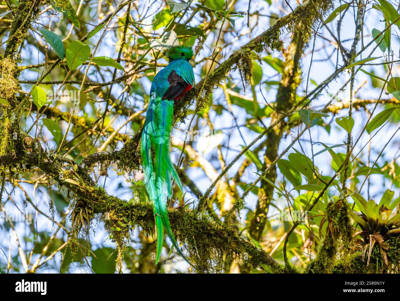 A spectacular male Resplendent Quetzal (Pharomachrus mocinno mocinno ...