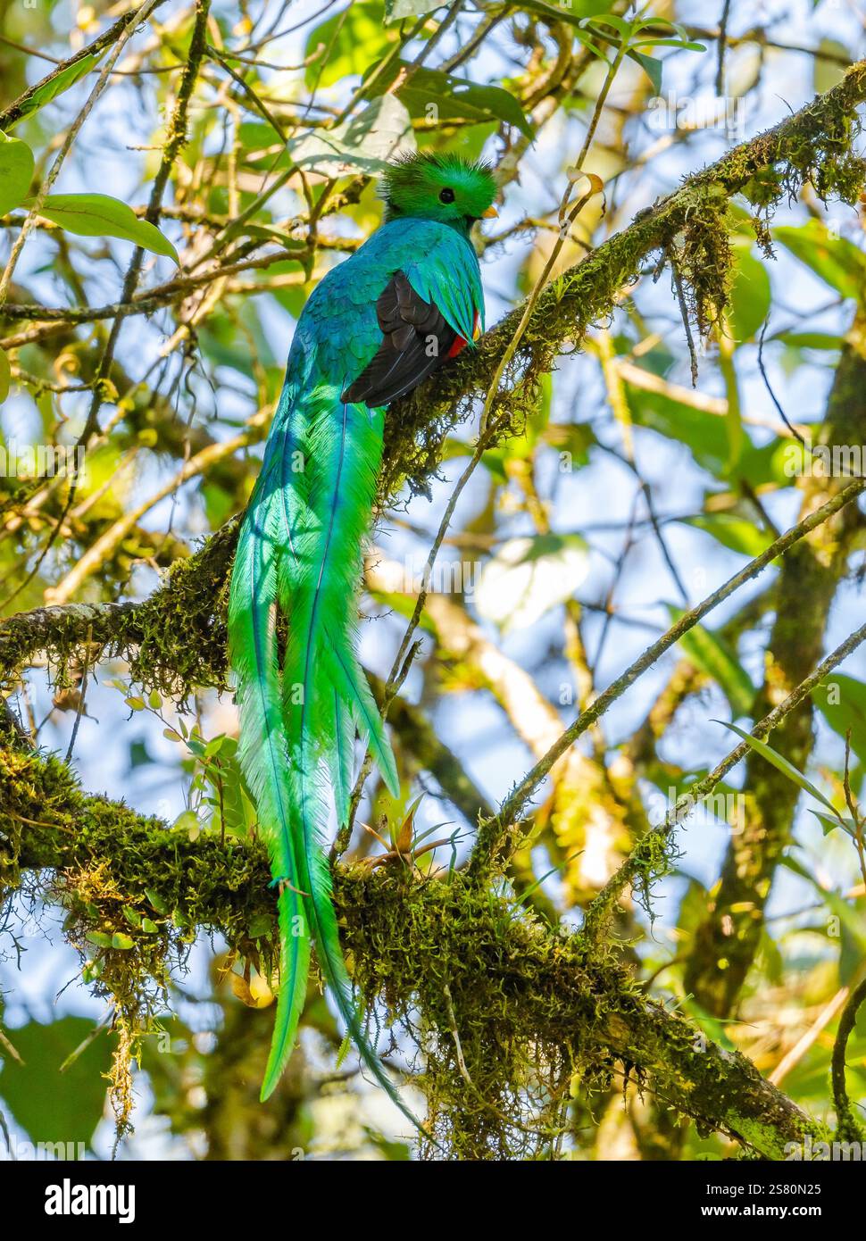 A spectacular male Resplendent Quetzal (Pharomachrus mocinno mocinno ...