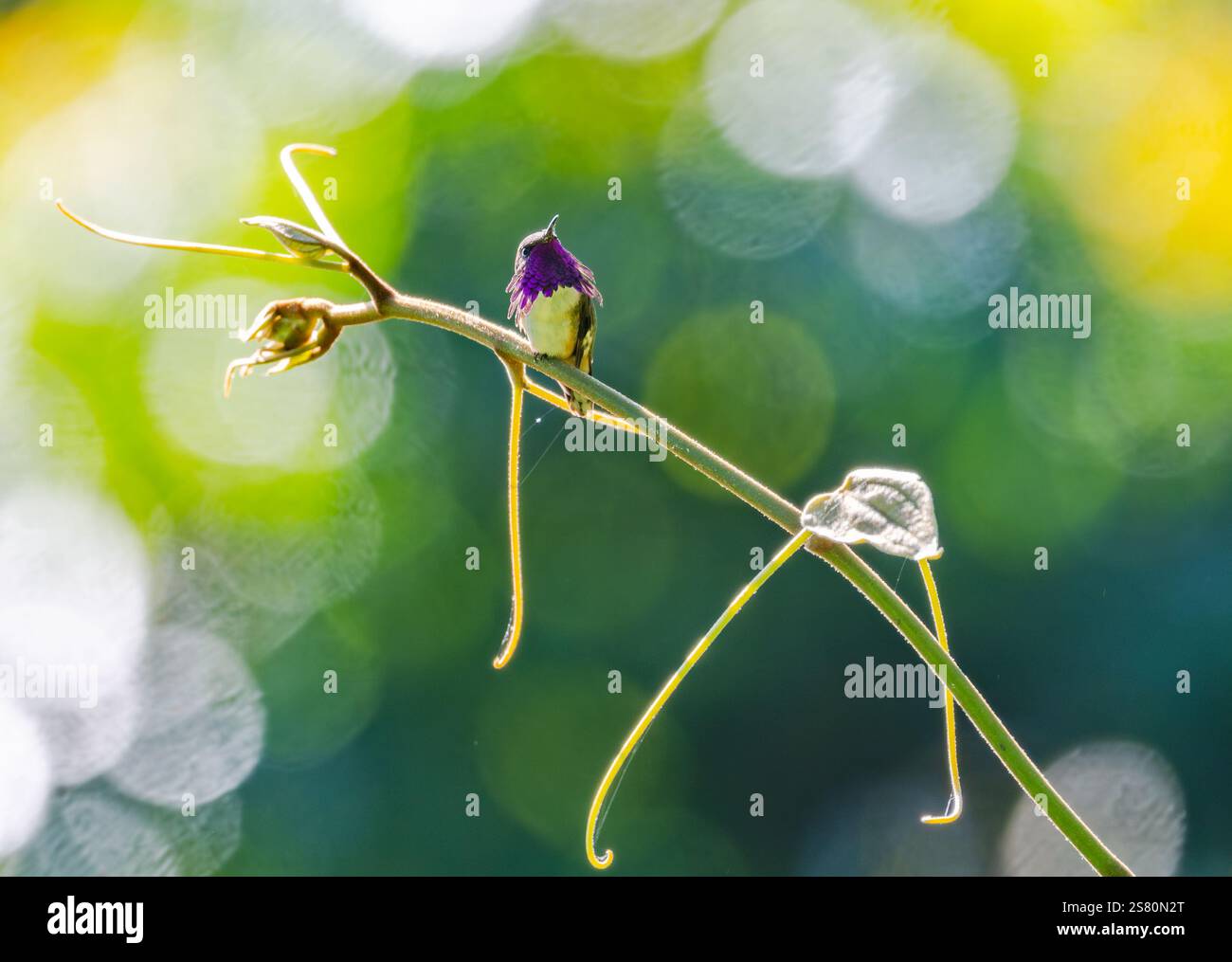 A male Wine-throated Hummingbird (Selasphorus ellioti) showing colorful ...