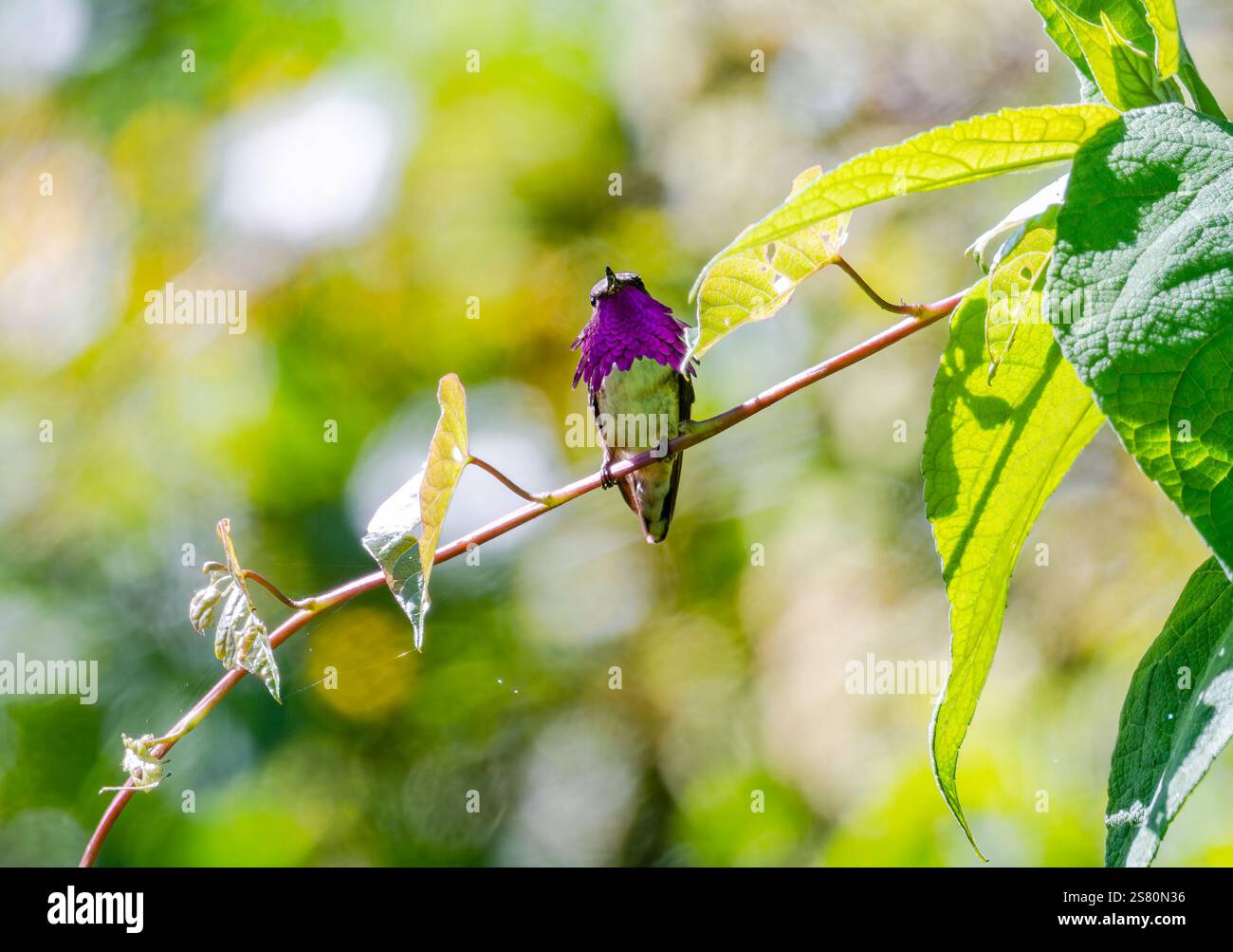 A male Wine-throated Hummingbird (Selasphorus ellioti) showing colorful ...
