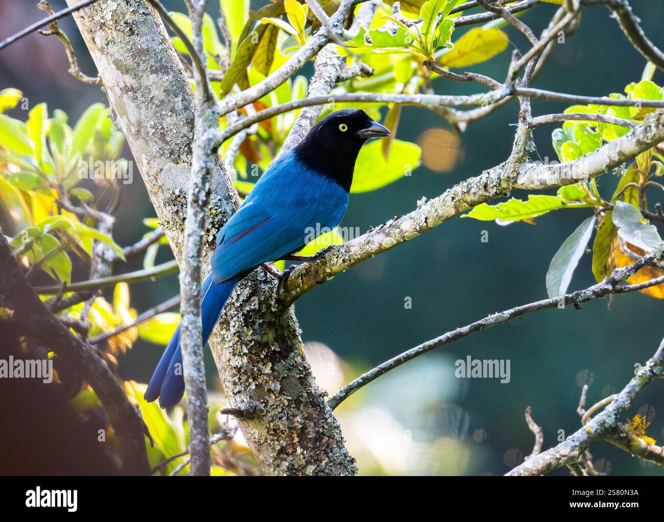 Bushy crested jay cyanocorax melanocyaneus hi-res stock photography and ...