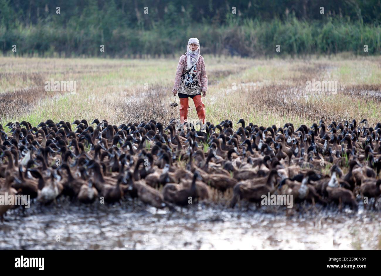 Nakhon Sawan, Thailand. 20th Jan, 2025. A farmer tends to her flock of ...