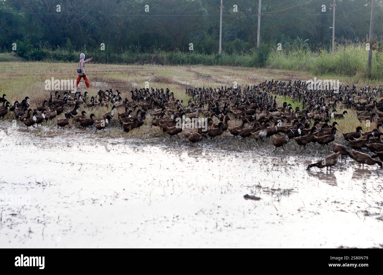 Nakhon Sawan, Thailand. 20th Jan, 2025. A farmer tends to her flock of ...
