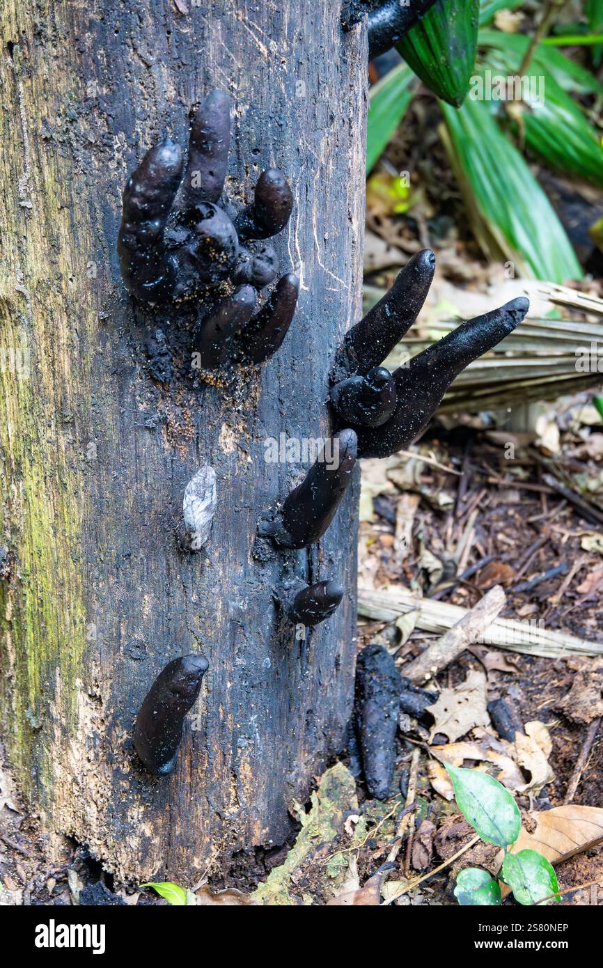 A cluster of Dead Man's Fingers fungi (Xylaria polymorpha) growing out ...