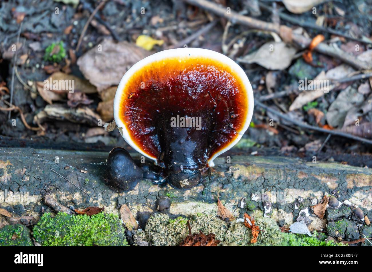 A colorful Bracket Fungus (Family Polyporaceae) growing on a dead tree ...