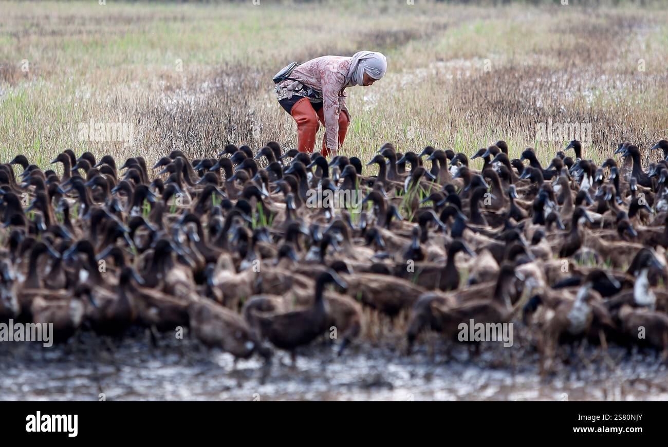 Nakhon Sawan, Thailand. 20th Jan, 2025. A farmer tends to her flock of ...
