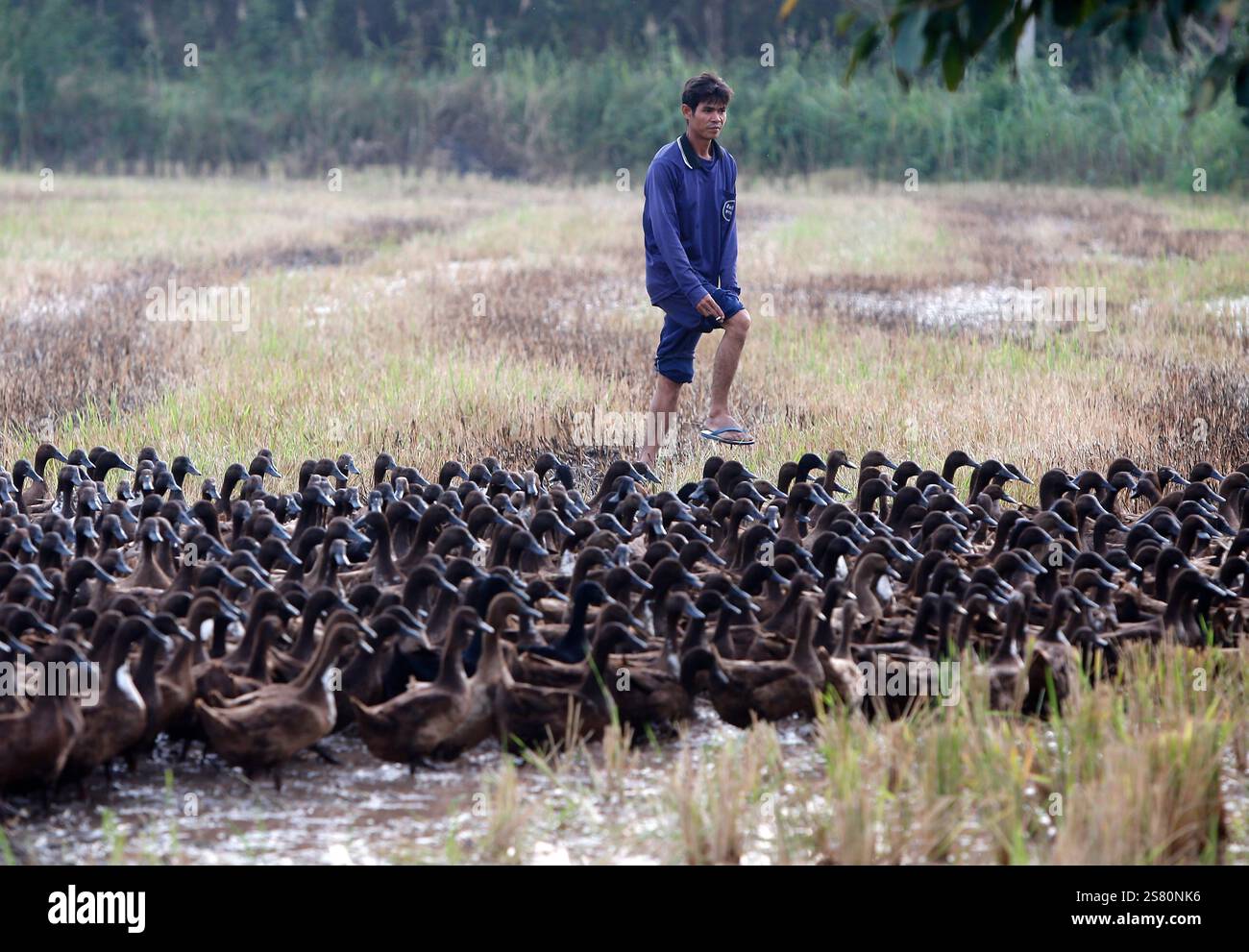 Nakhon Sawan, Thailand. 20th Jan, 2025. A farmer tends to his flock of ...