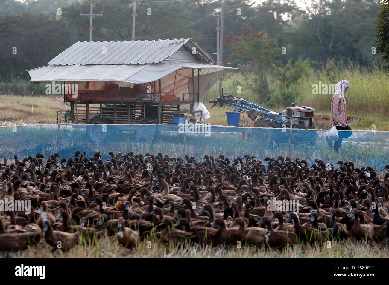 Nakhon Sawan, Thailand. 20th Jan, 2025. A farmer tends to her flock of ...