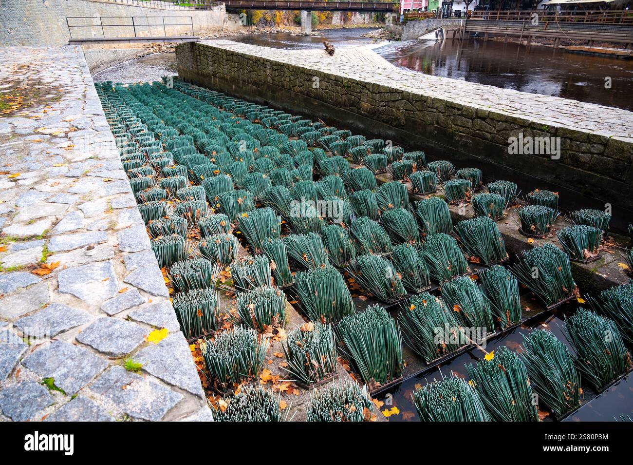 Fish migration brushes on the weir, designed to help fish swim upstream ...
