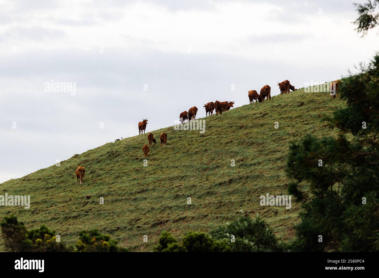 Groups of cows are scattered across a lush green hillside in Portugal ...