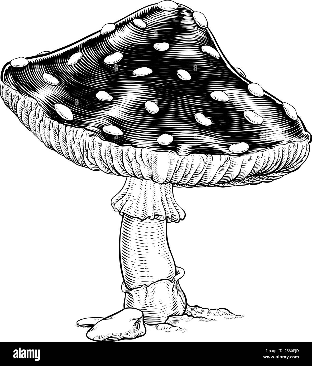 Toadstool fly agaric mushroom Black and White Stock Photos & Images - Alamy