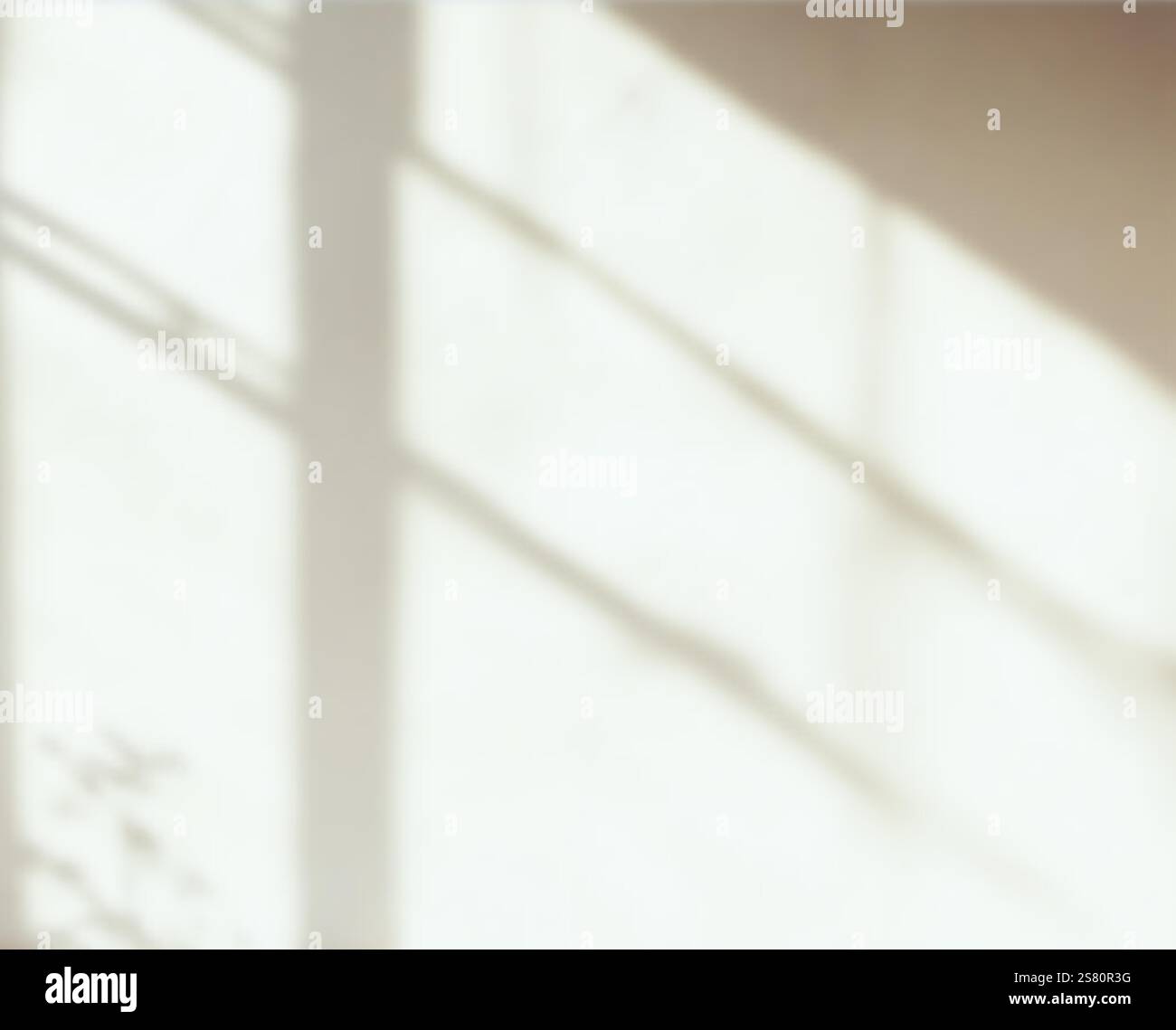 Soft Window Light and Plant Shadow Overlay for Minimalistic Branding ...