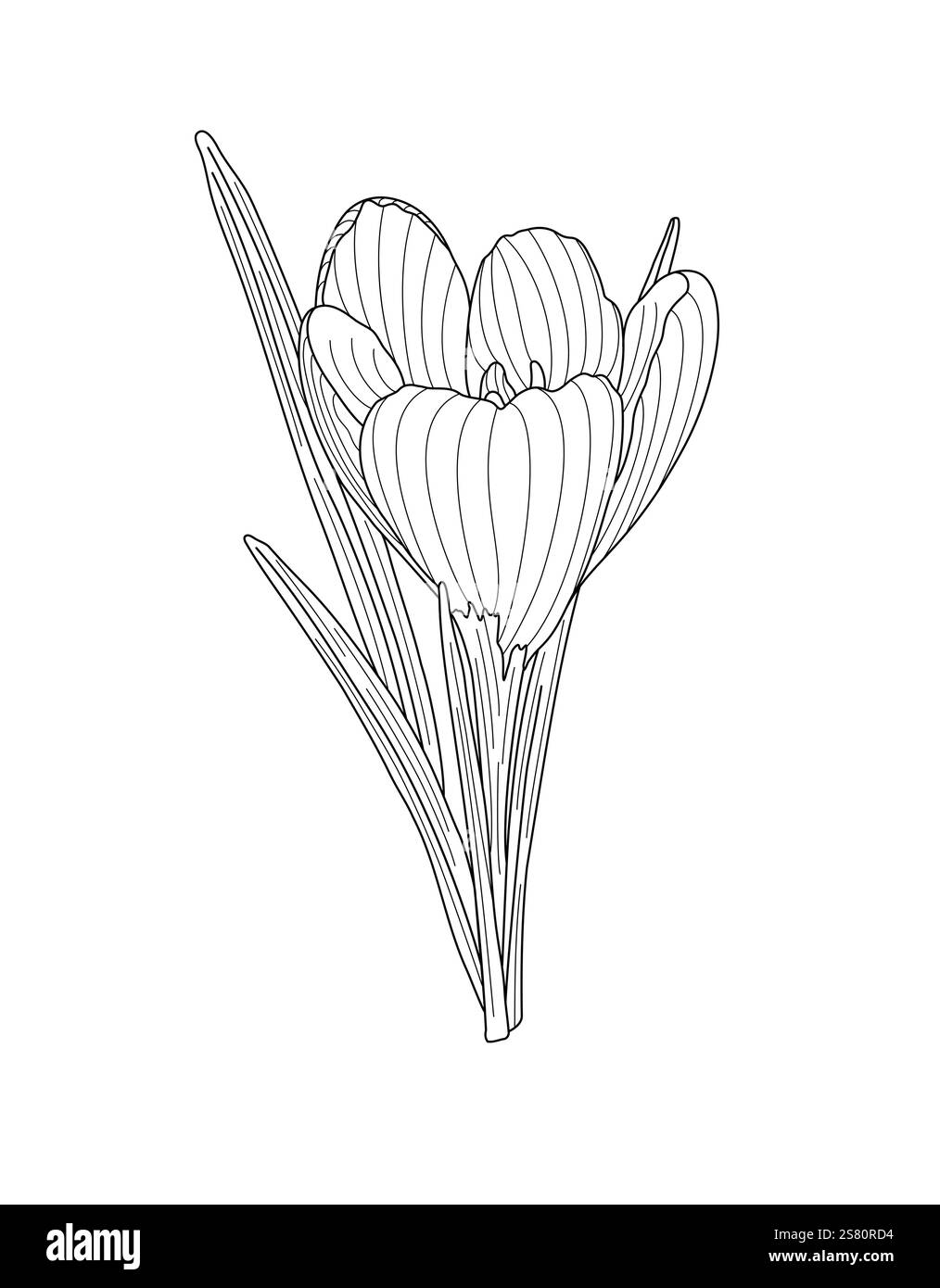 Crocus spring flower tender wildlife plant with stem and leaves ...