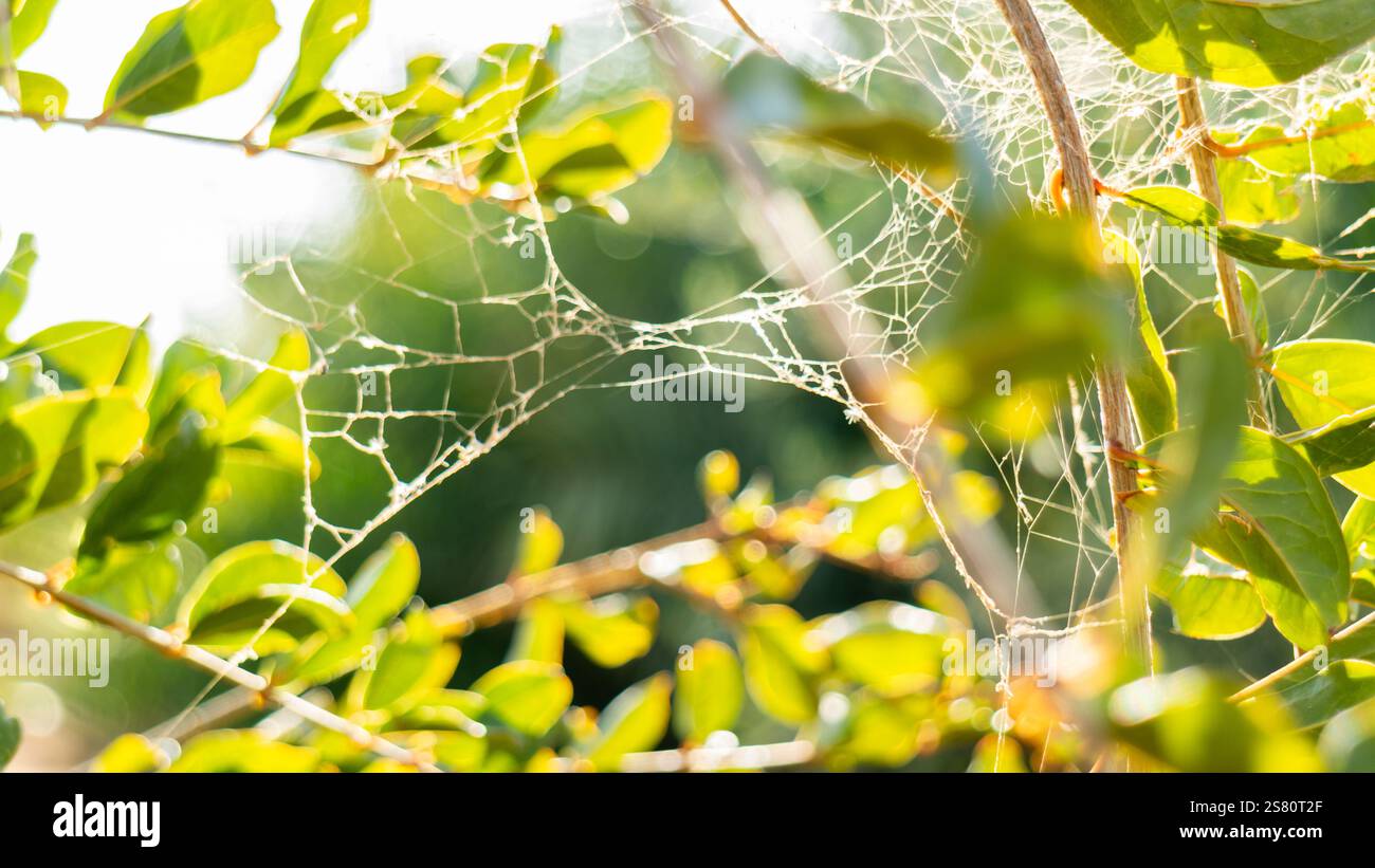 Intricate leafy structure hi-res stock photography and images - Alamy
