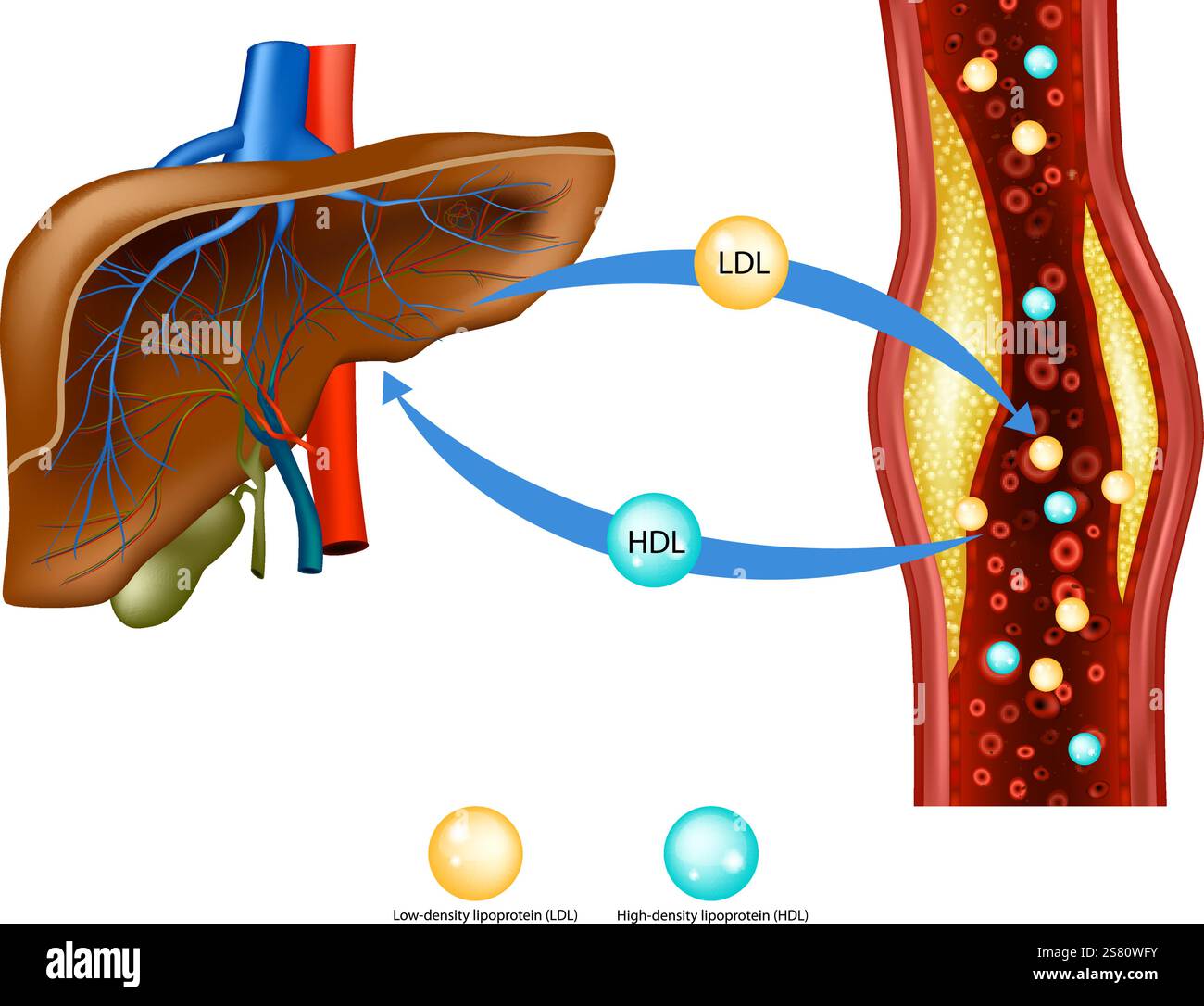 Cholesterol Transport: LDL and HDL Explained. Liver and Blood Vessel Cholesterol Metabolism ...