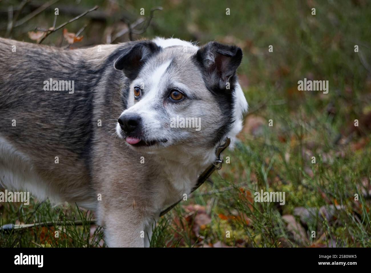 Brown and white mongrel dog and grass on second plan Stock Photo - Alamy