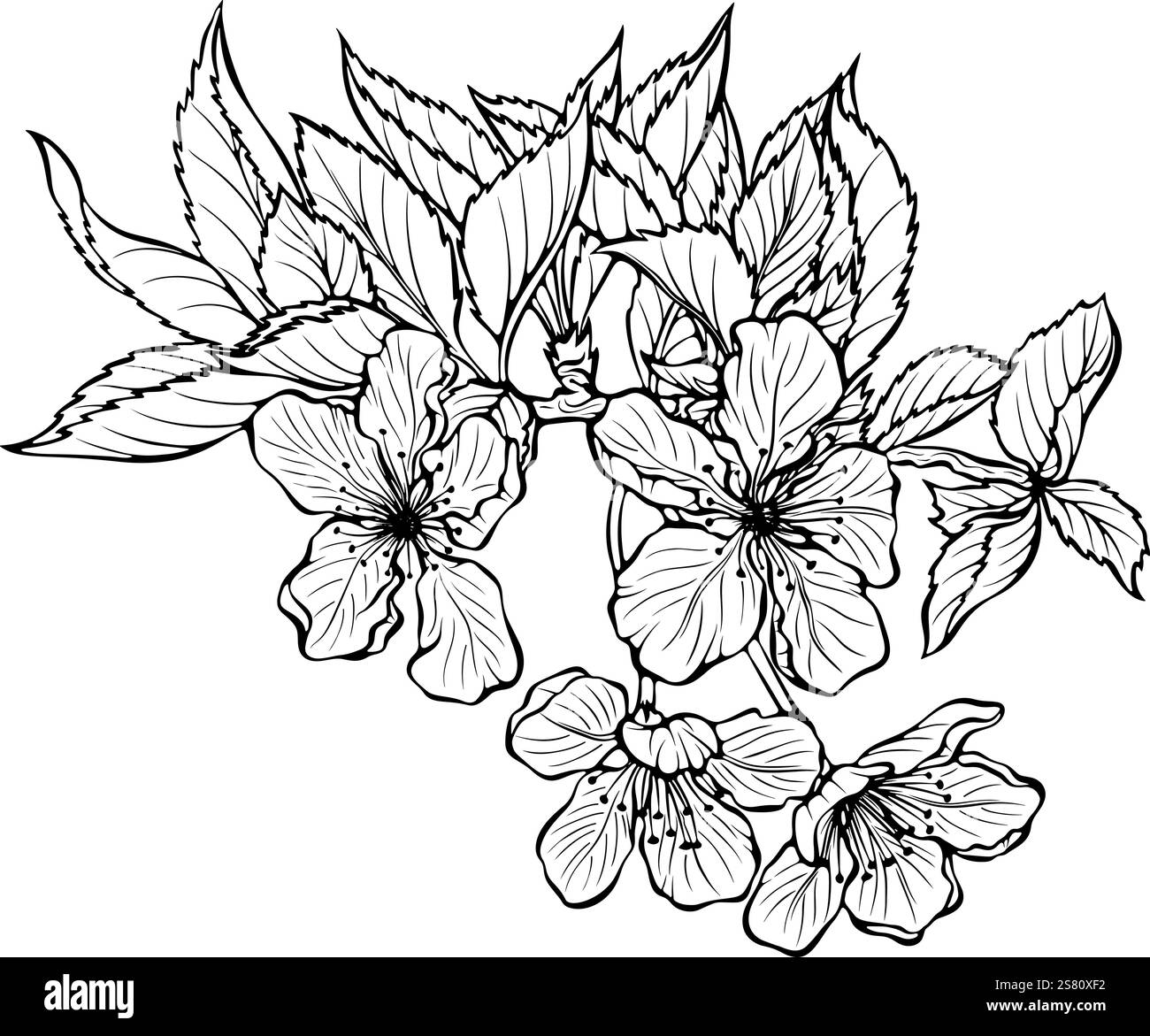 Sakura cherry blossom leaves Black and White Stock Photos & Images - Alamy