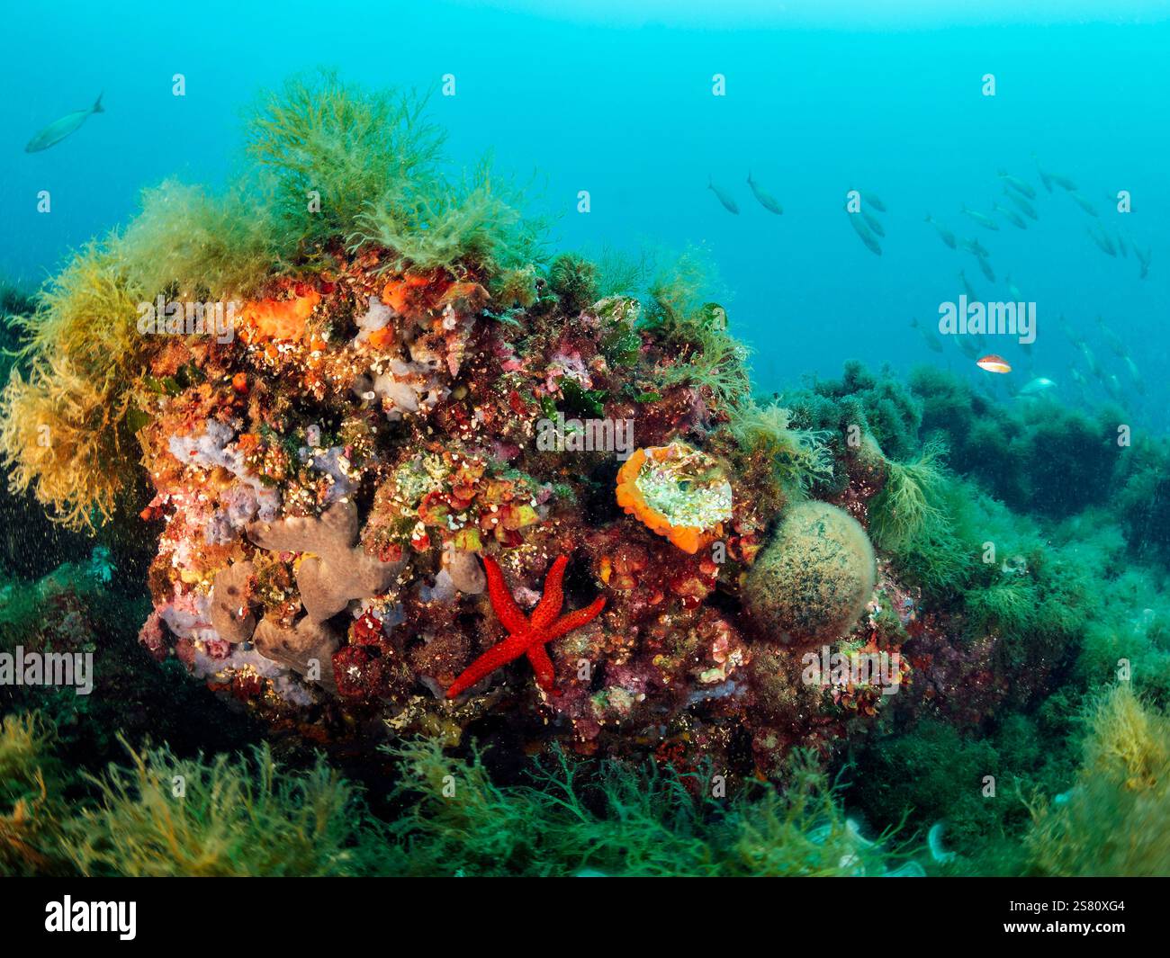 rocky reef with wild red starfish on clear sea Stock Photo - Alamy