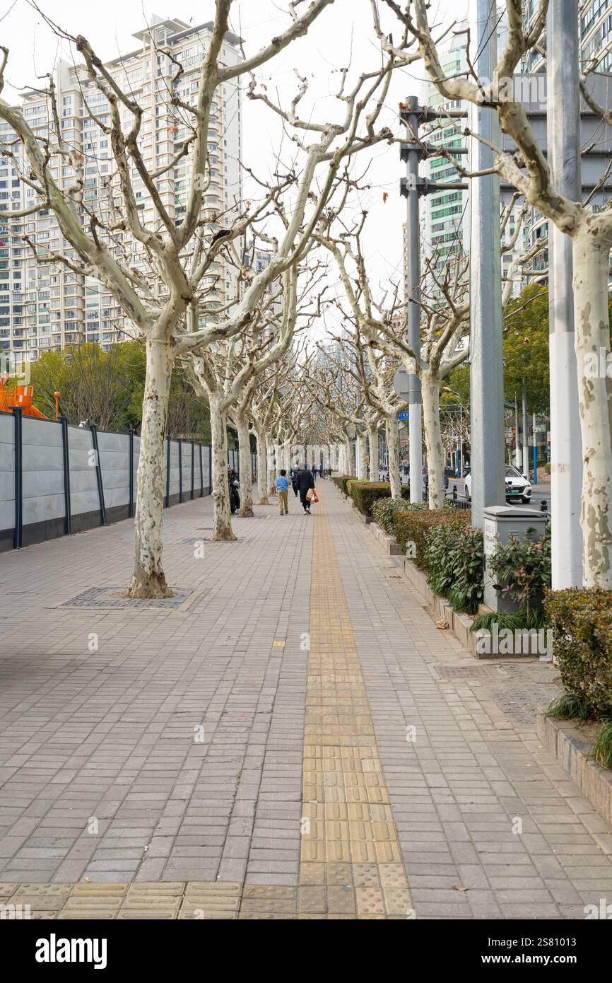Shanghai, China. January 7, 2025. winter view of a tree-lined avenue in ...