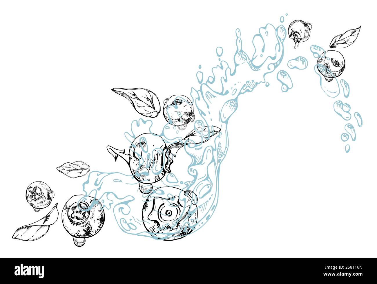 Blueberry blackberry flying in water splash with plant leaves and drops ...