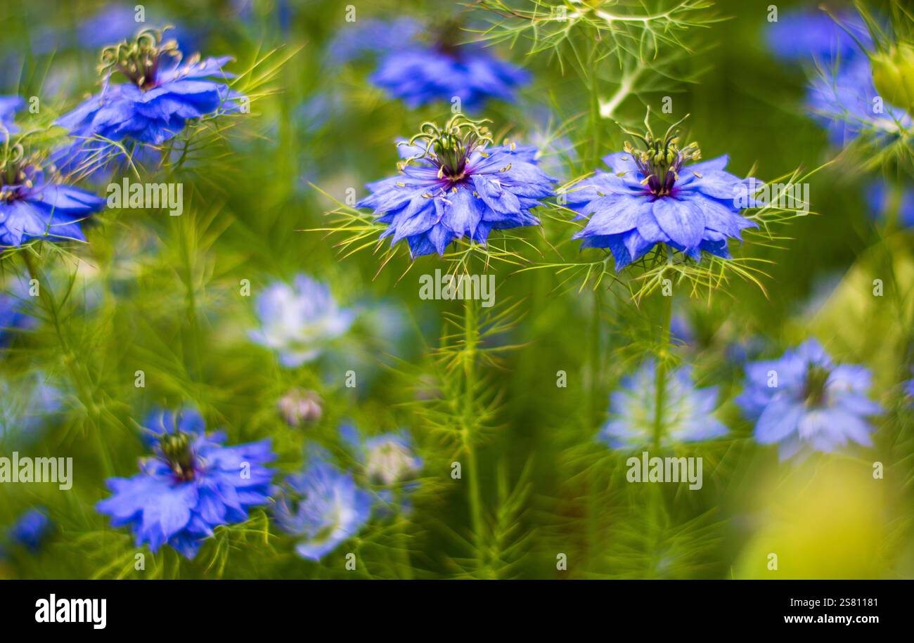 the beautiful colors of Spring with the cumin flowers in bloom Stock ...