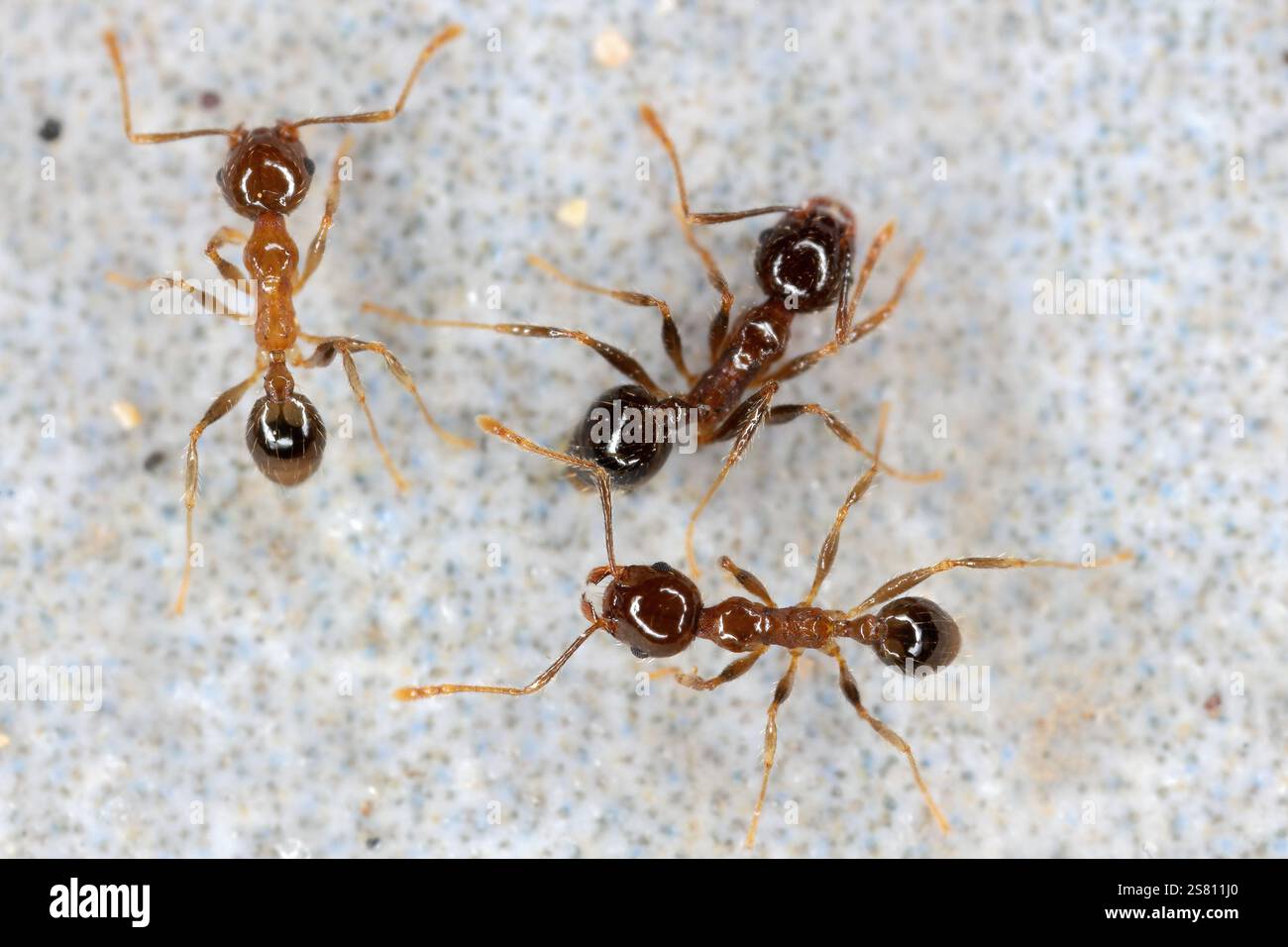 Pheidole megacephala, species of ant. It is regarded as one of the ...
