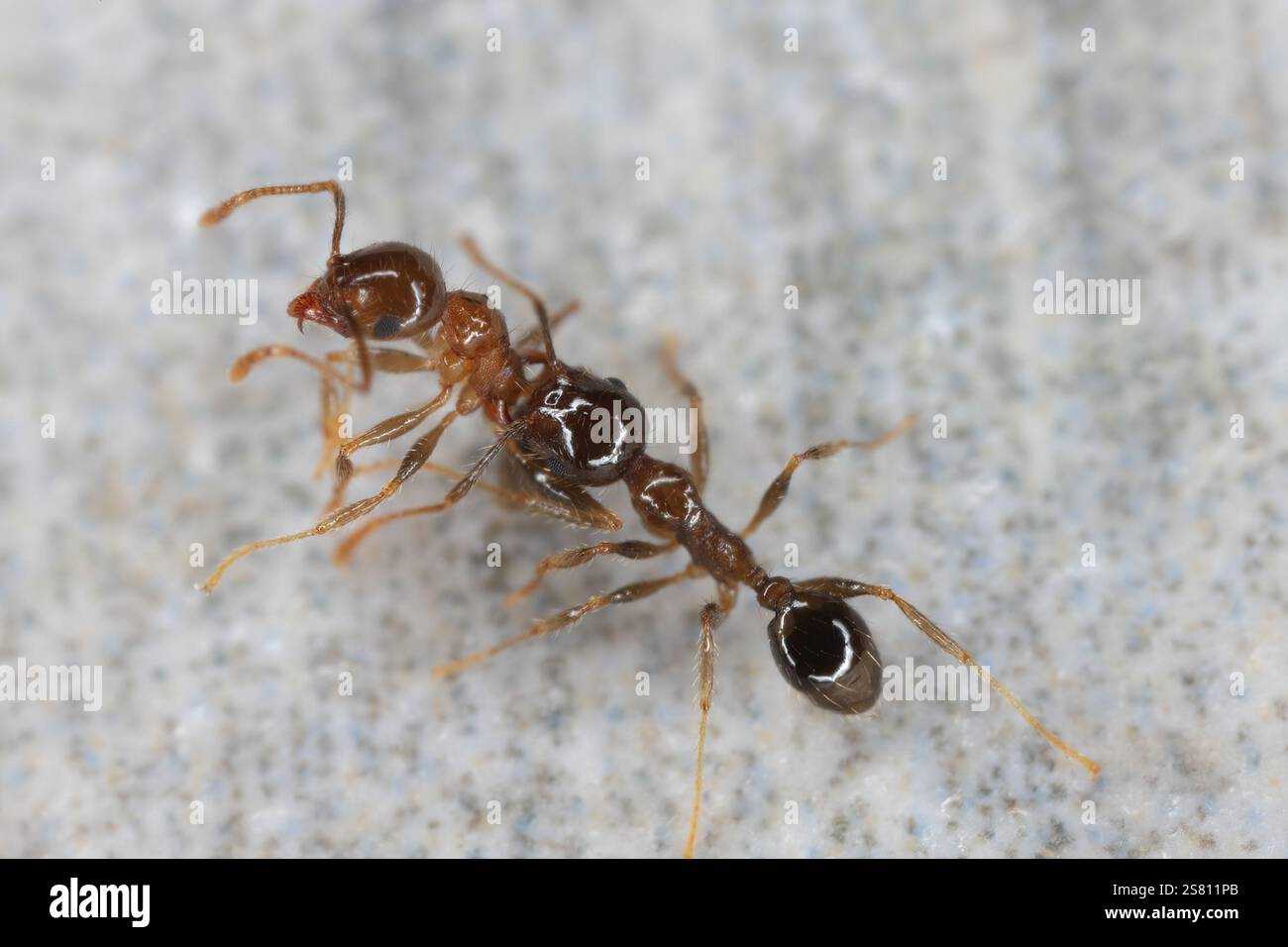 Pheidole megacephala, species of ant. It is regarded as one of the ...