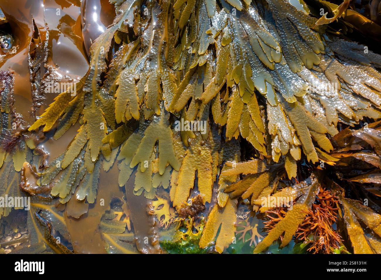 Kelp seaweed flourishes in the clear waters of Worbarrow Bay, in ...
