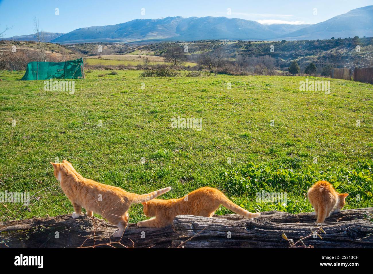 Cats in nature Stock Photo - Alamy