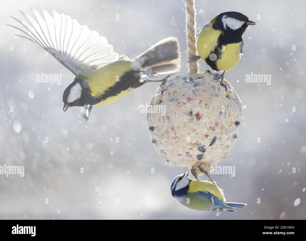 Group of little birds feeding on bird feeder with suet fat ball. Blue ...
