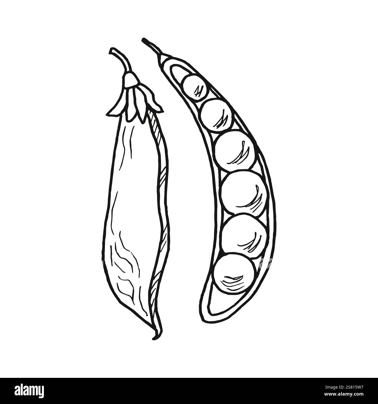Black and white drawing of green peas, closed and open pea pod with ...